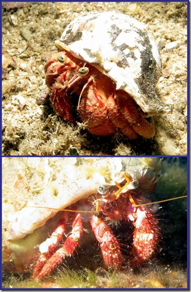 Argentario - Cala grande